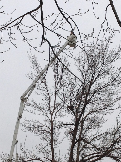 Tree Pruning - Fort Collins Tree Care